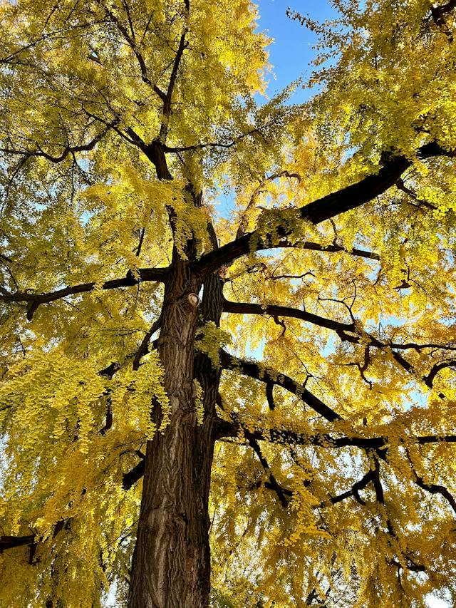 Ginkgo biloba - zdravotní přínosy, rizika, použití | Herbalus
